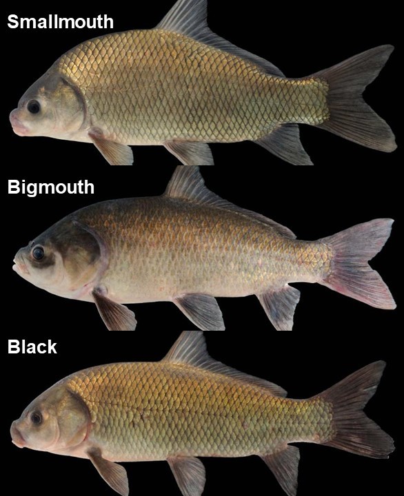 List 90+ Pictures Show Me A Picture Of A Buffalo Fish Full HD, 2k, 4k