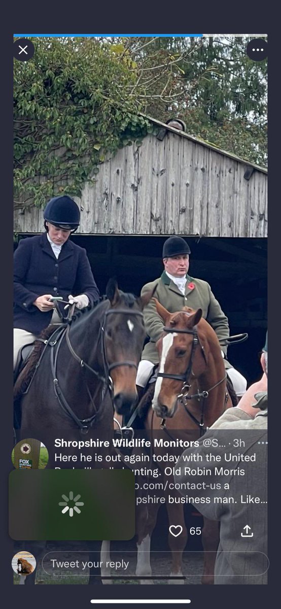 Shropshire Wildlife Monitors on Twitter: "Confirmation that the United Pack with useless Nico ...