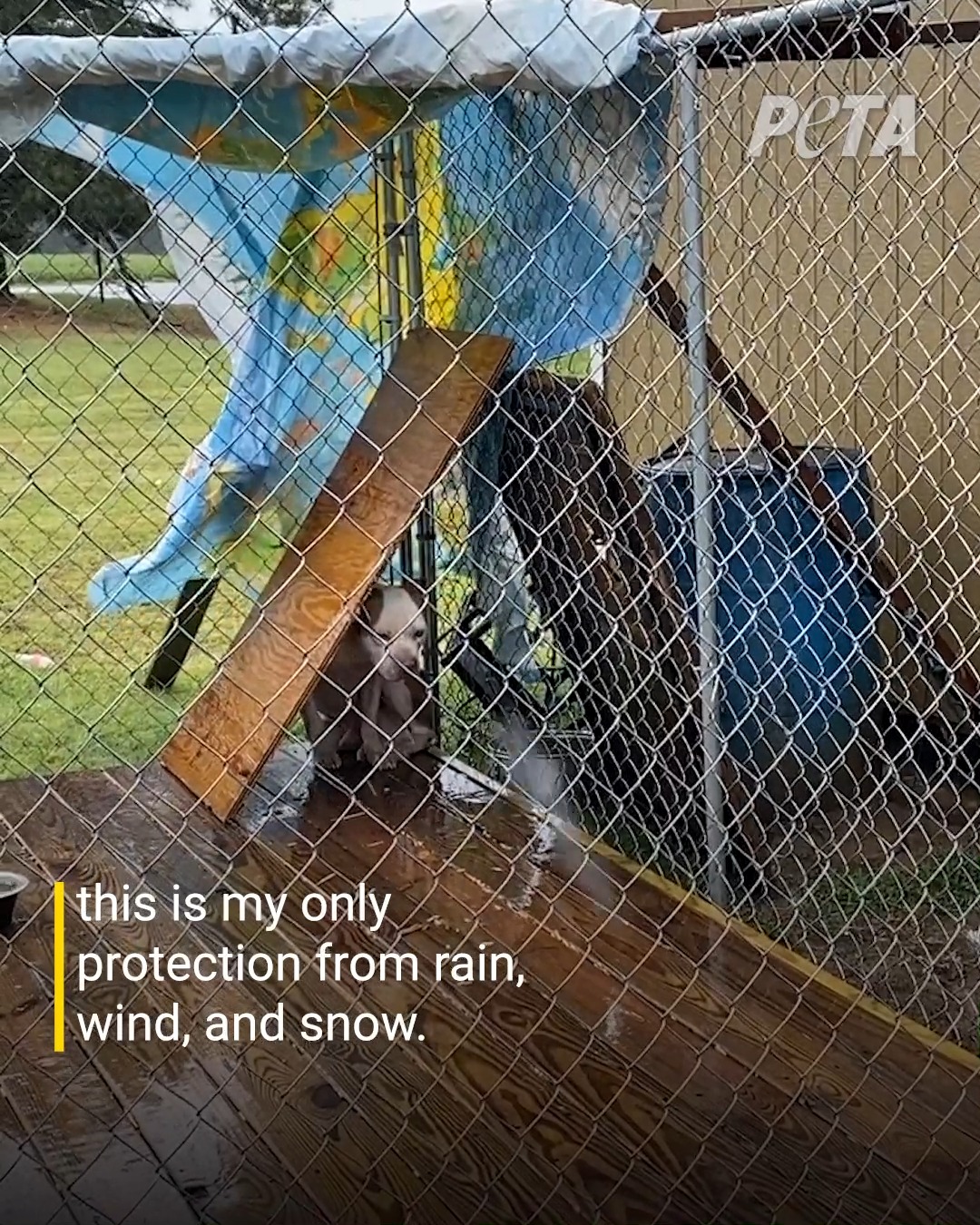 PETA on Twitter: "His story is all too common for the country’s forgotten “backyard dogs.” But ...