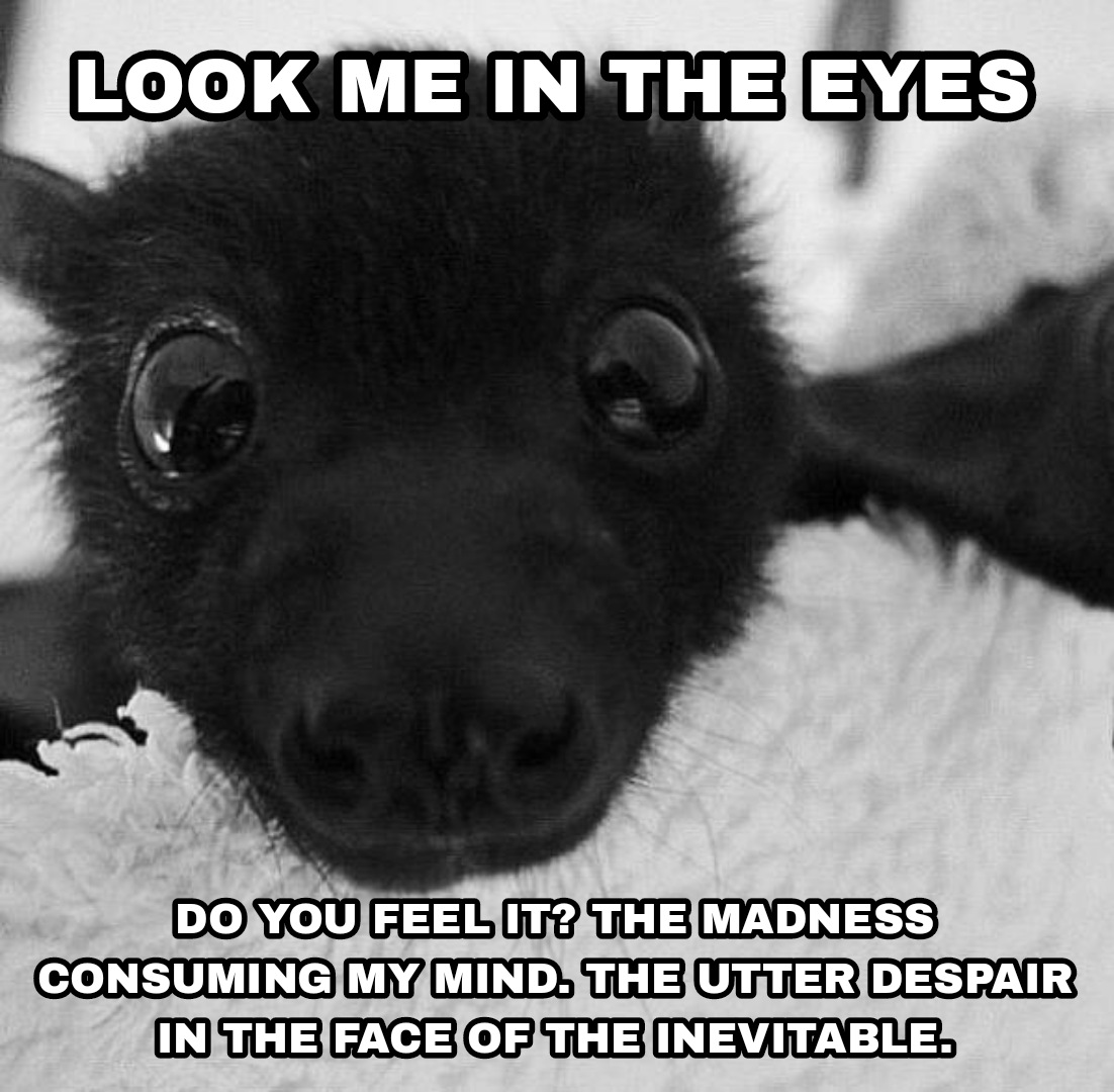 Baby Bat Memes 30 Funny Bat Memes And Photos Celebrating The Most