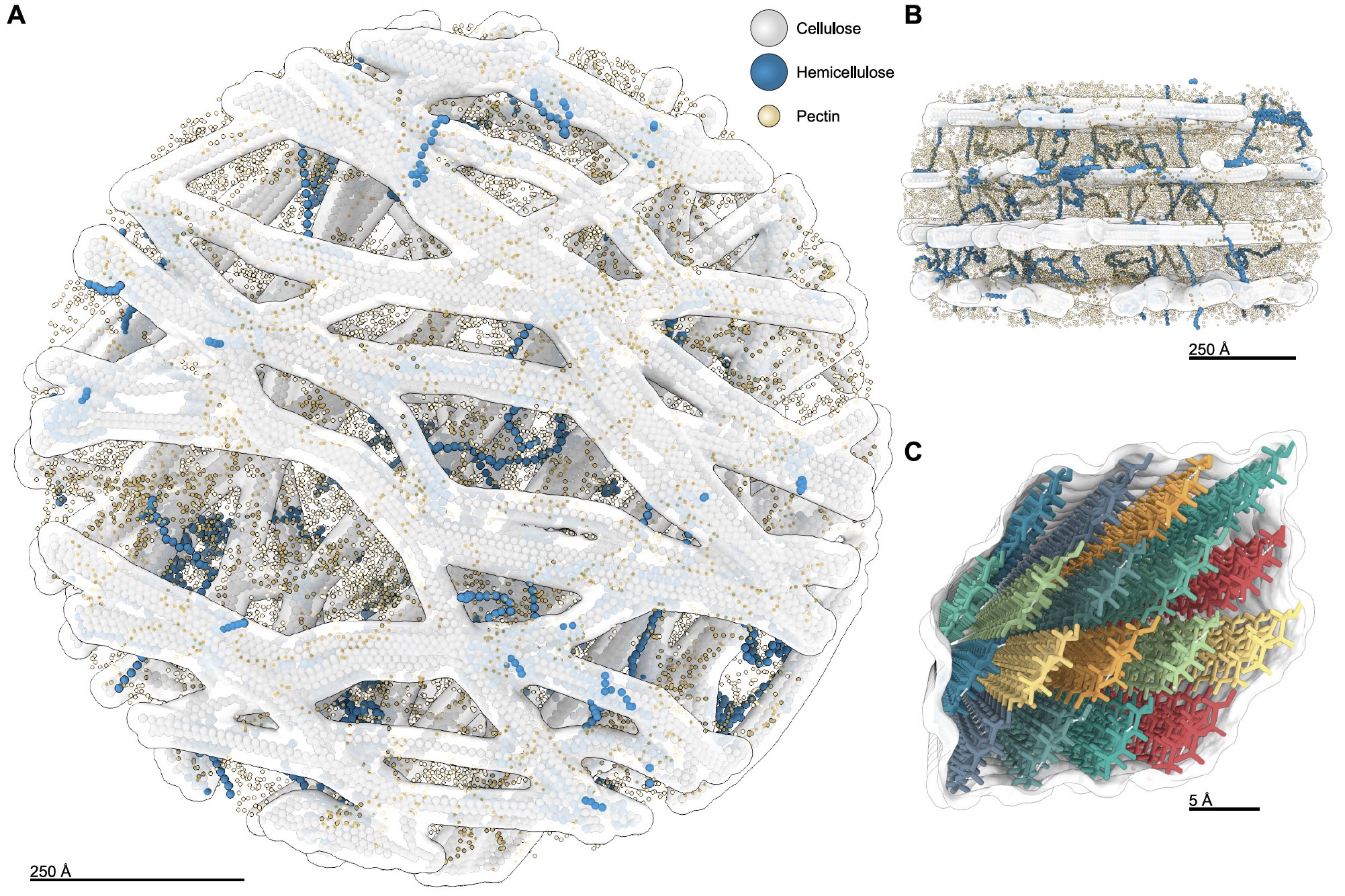 Cellulose In Plants