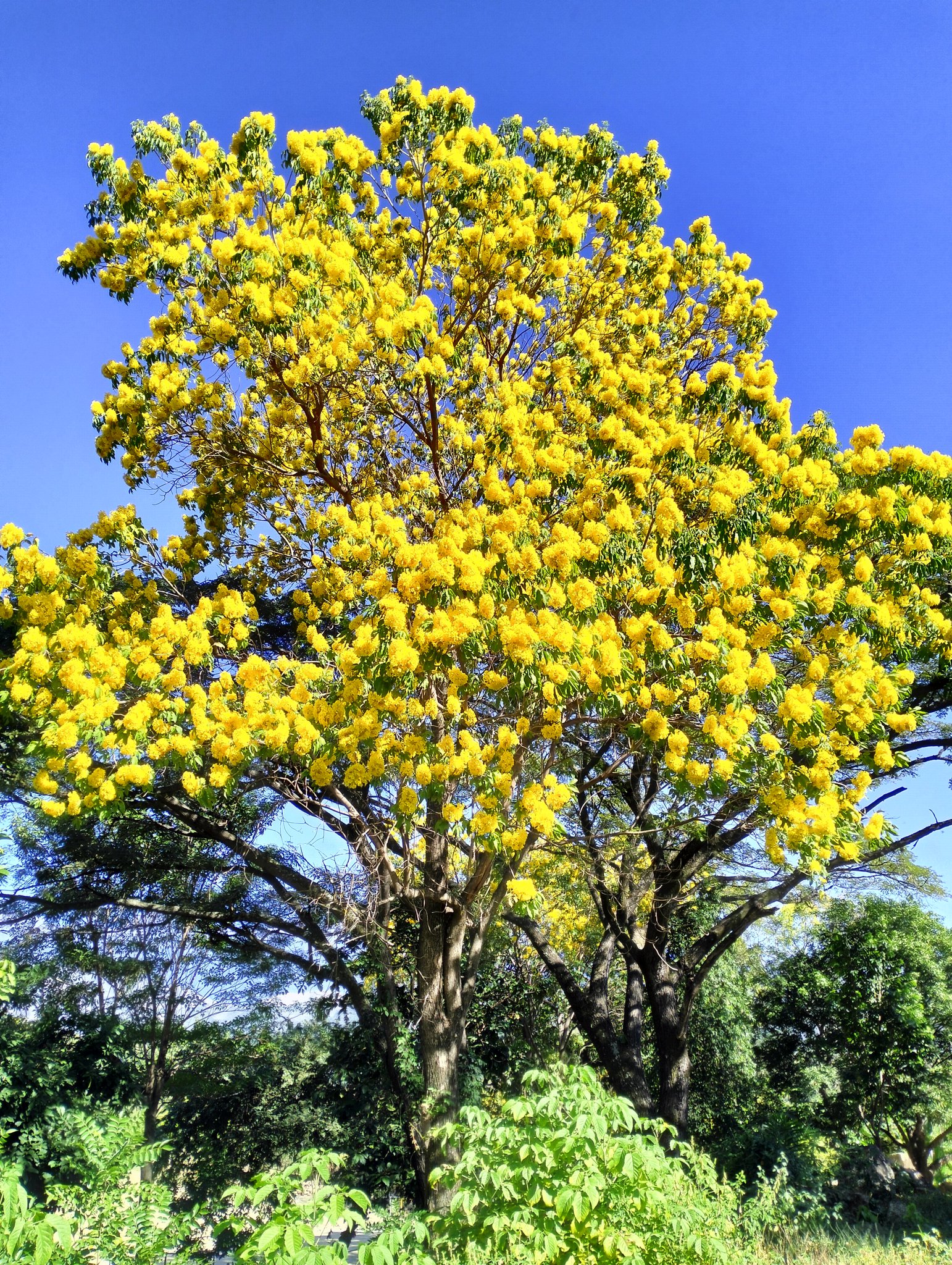 Luis Maestre (@luis_maestre77) / Twitter