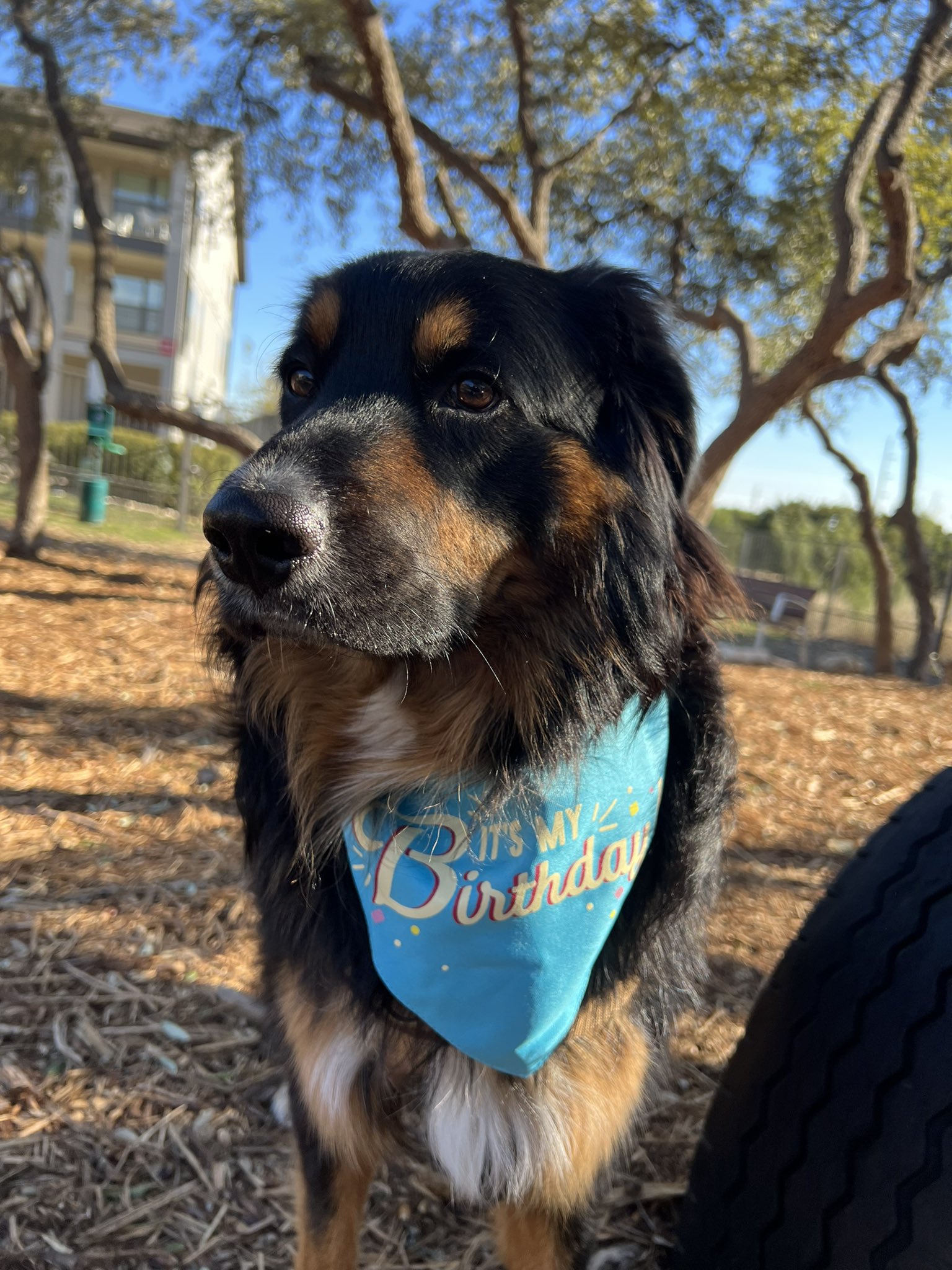 Jake Curtis on Twitter: "Rocco turns 1 today! He’s brought so much joy into our lives ️ ️ ️🎉 ...