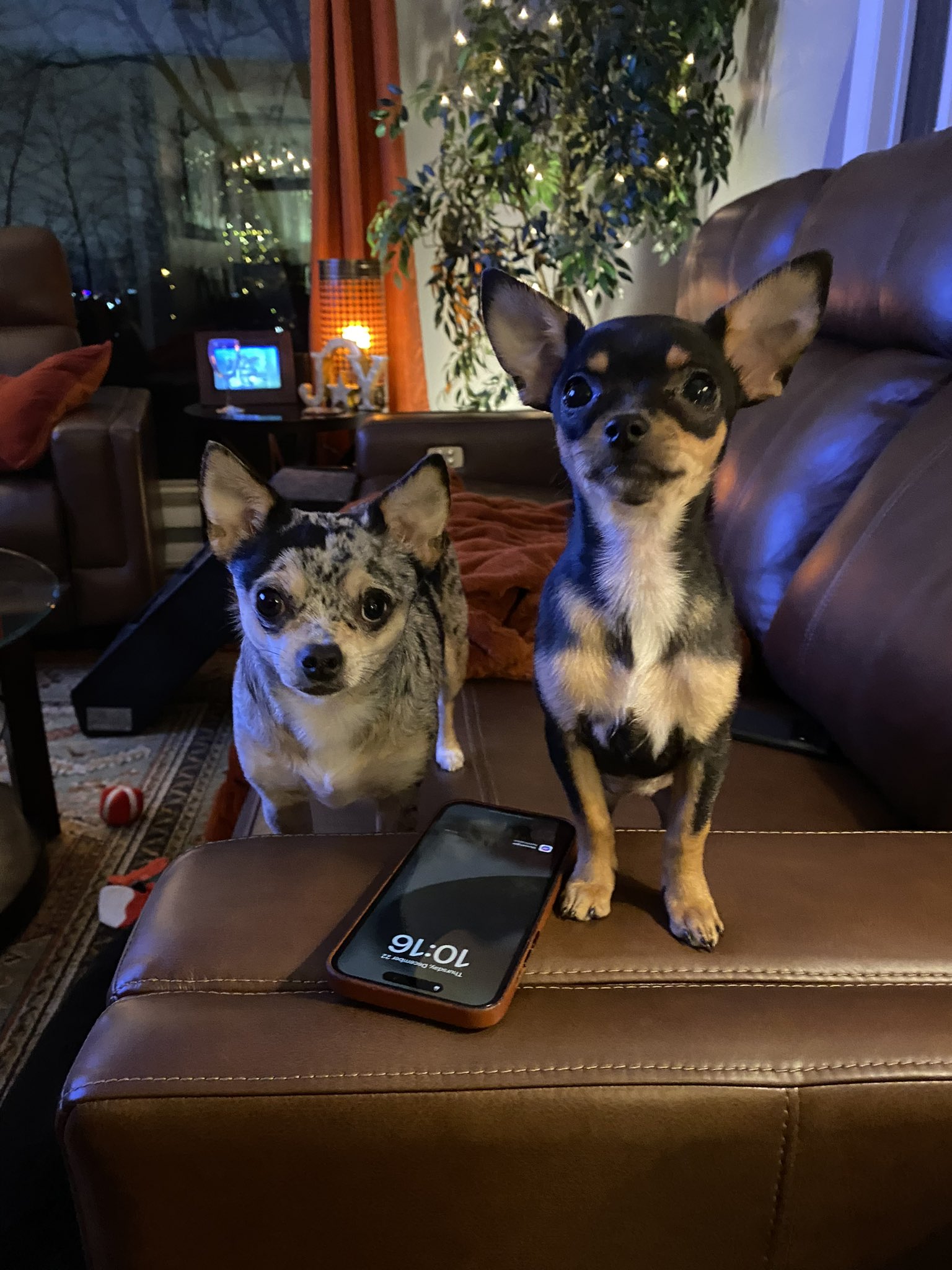 ⭐️ Jordan Starr ⭐️ On Twitter Itstoddw Joshmoorexxx My Chihuahuas