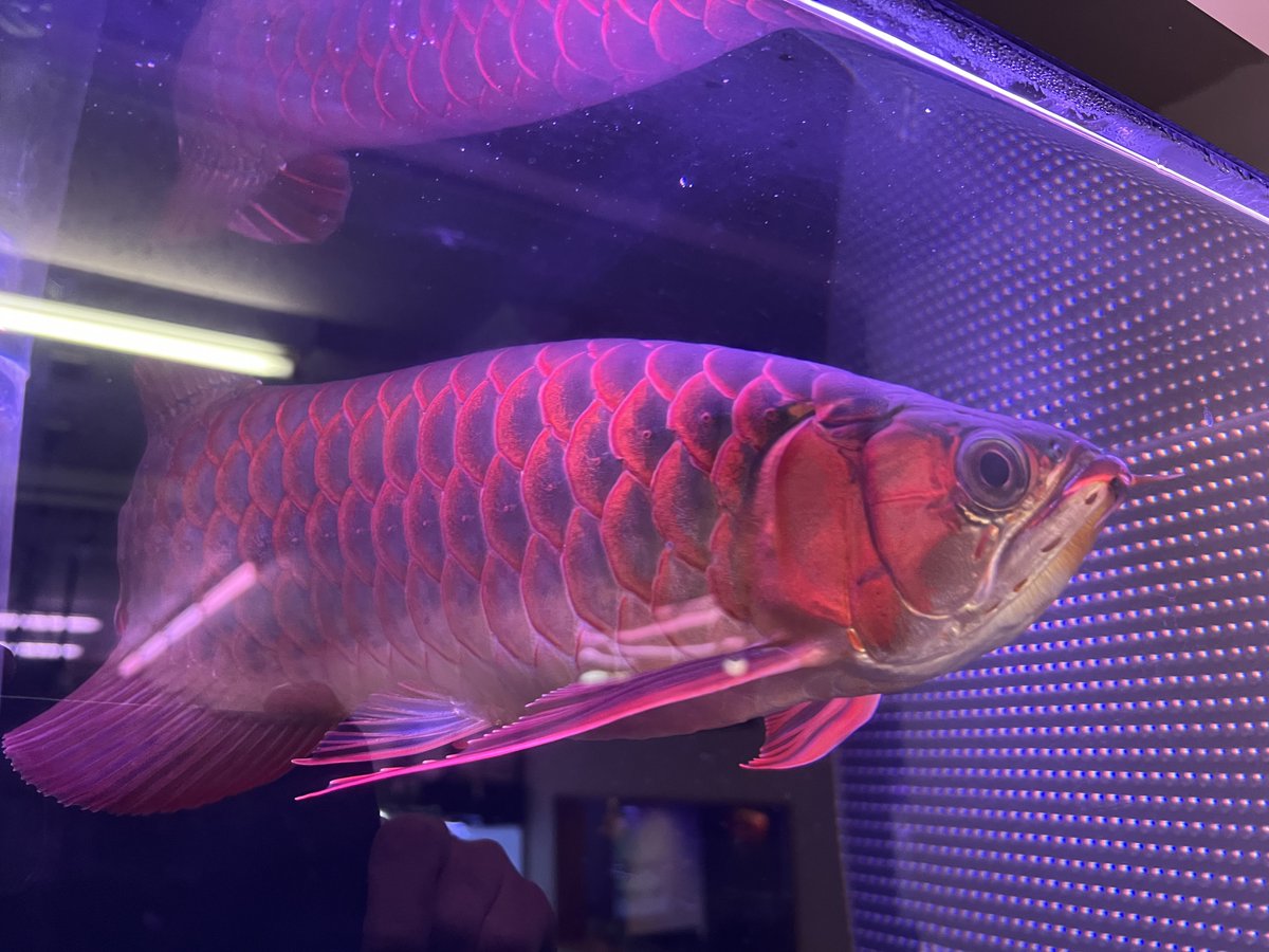 アジアアロワナ専門店ラフレシア On Twitter O様にメタルレッドf4を2匹ご売約頂きました。自宅と事務所に1匹ずつで飼育との事です。ありがとうございました。 メタルレッドf4