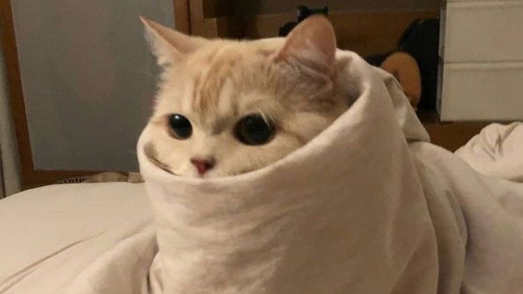 Burrito Cat Meme