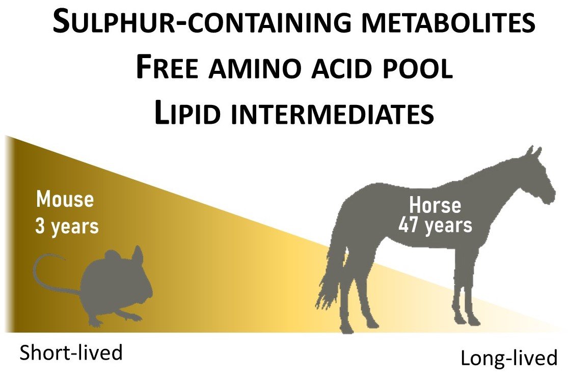 🥼Agingdoc1⭐MD, PhD 🔔 on Twitter: "Methionine Metabolism Is Down-Regulated in Heart of Long-Lived ...