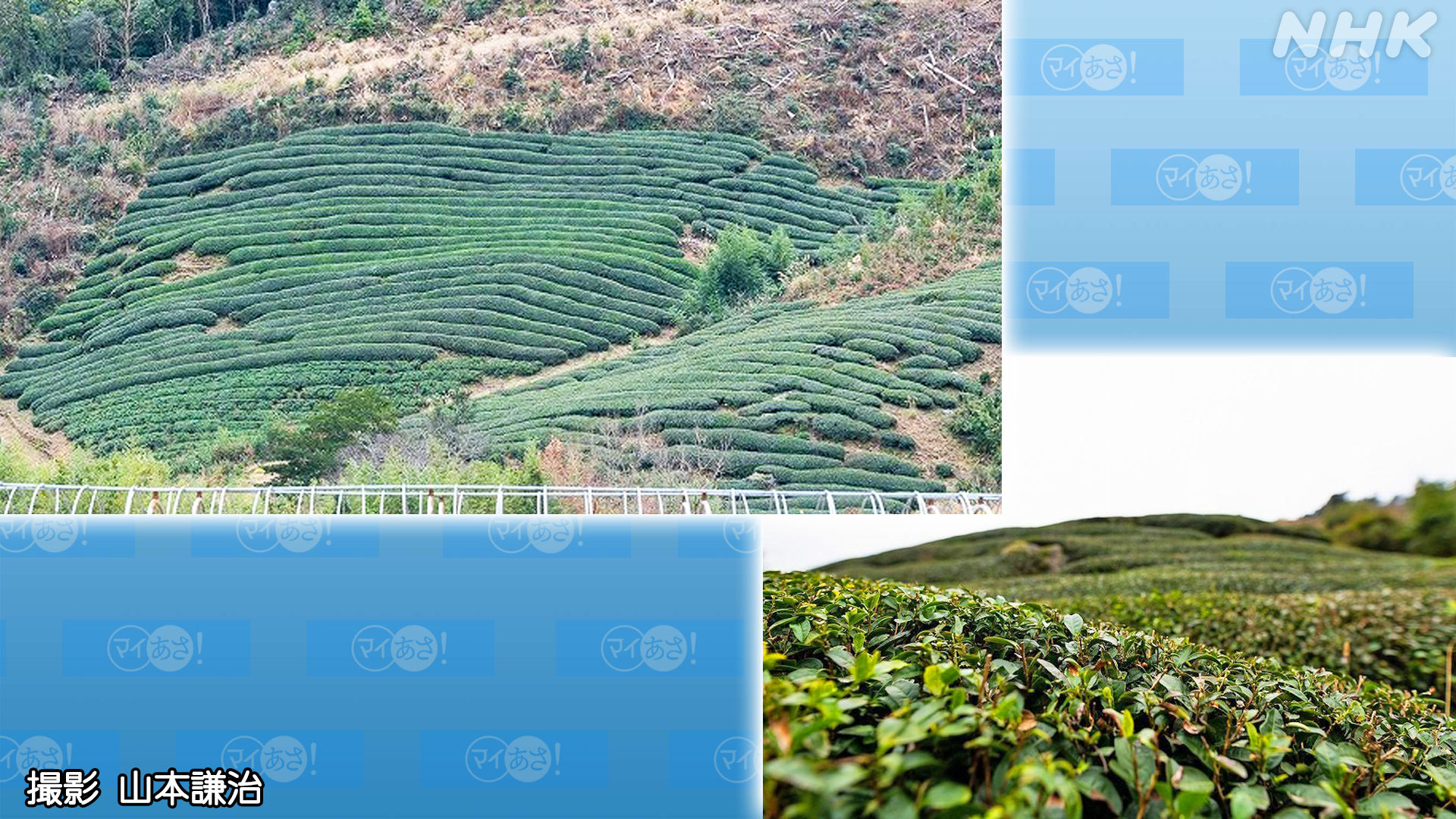 NHKラジオニュース on Twitter: "＃マイあさ 熊本県の芦北町の梶原敏広さんの茶園です。 https://t.co/2QC7sSicOO https://t.co ...