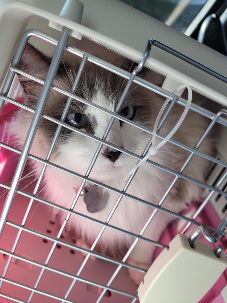 💗 Soyrabbit.exe 💗 on Twitter: "Ya esta conmigo ️ salio caro el chiste :'0 Recuerden que hay sets ...