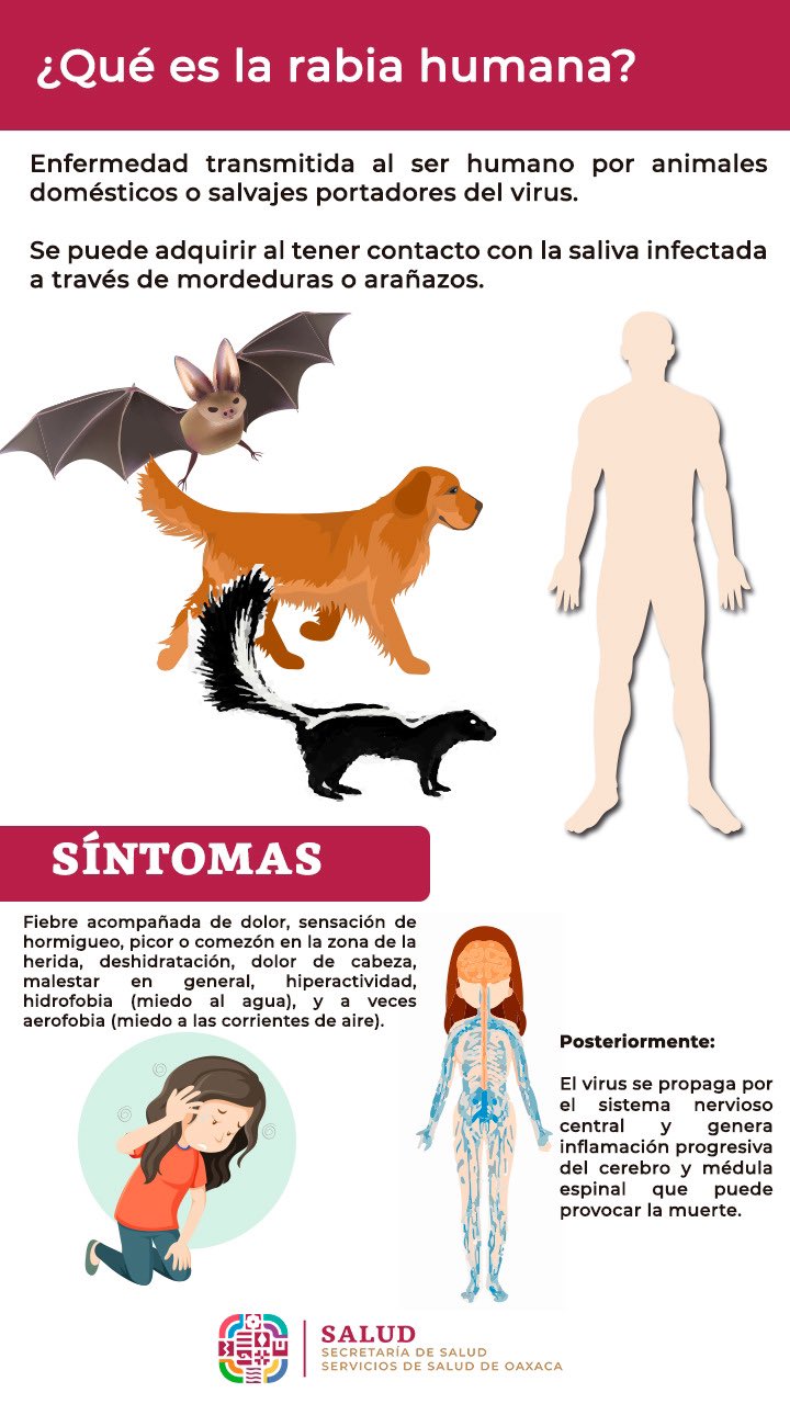 Enfermedades Virales Por Zoonosis Cómo Prevenir Enfermedades De