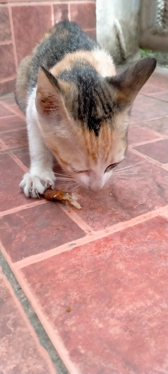 「Doodles along side a stray catto #wenclairfanart #wednesday」Royz ∆ ...