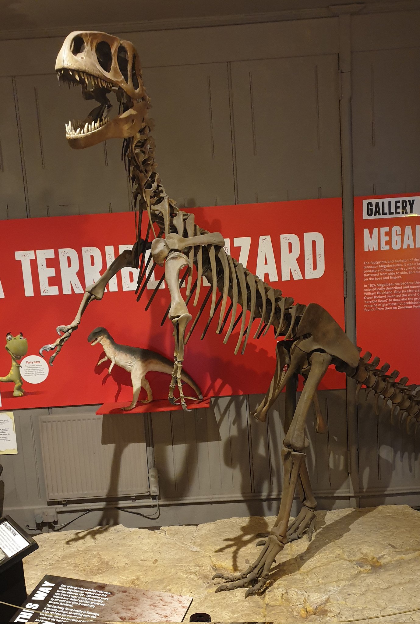 Megalosaurus Skeleton 24 Ouranosaurus Stock Photos, High Res Pictures,