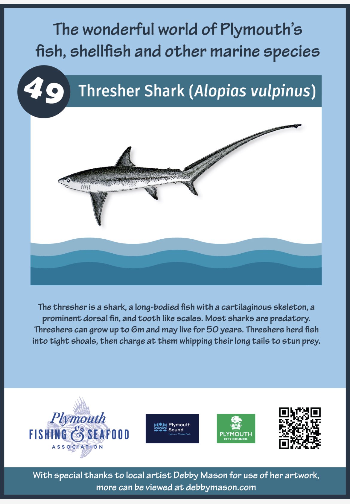 Thresher Shark Skeleton