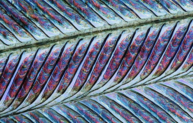 microscopic images. on Twitter: "hummingbird feathers under a microscope https://t.co/oXQvF0S9vu ...