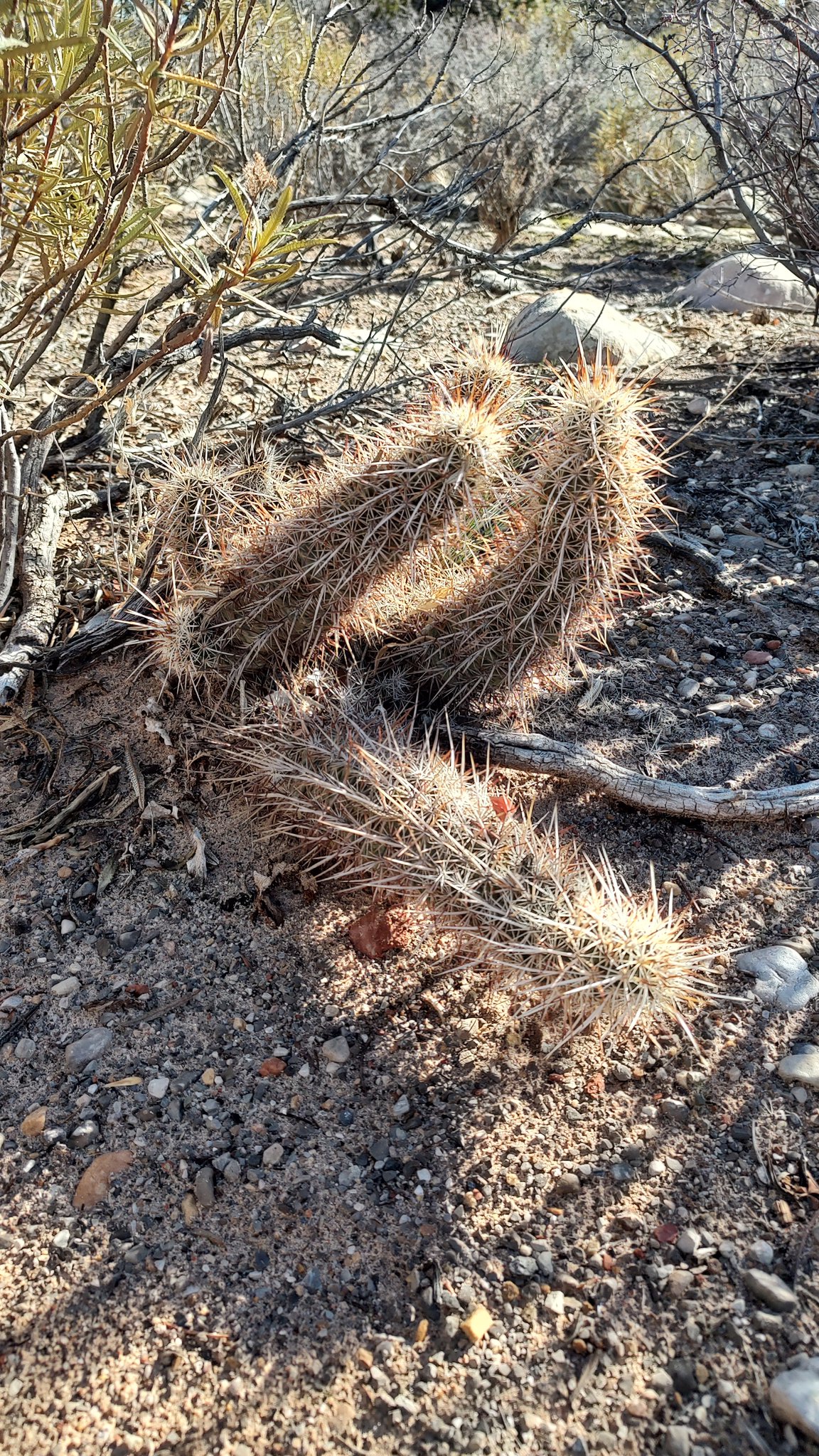 TW Pornstars - Syryn🥳6/12. Twitter. Everyone is at AVN and I went and ...