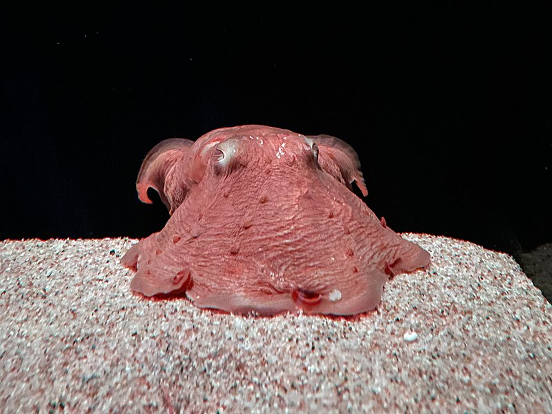 Devilfish Octopus