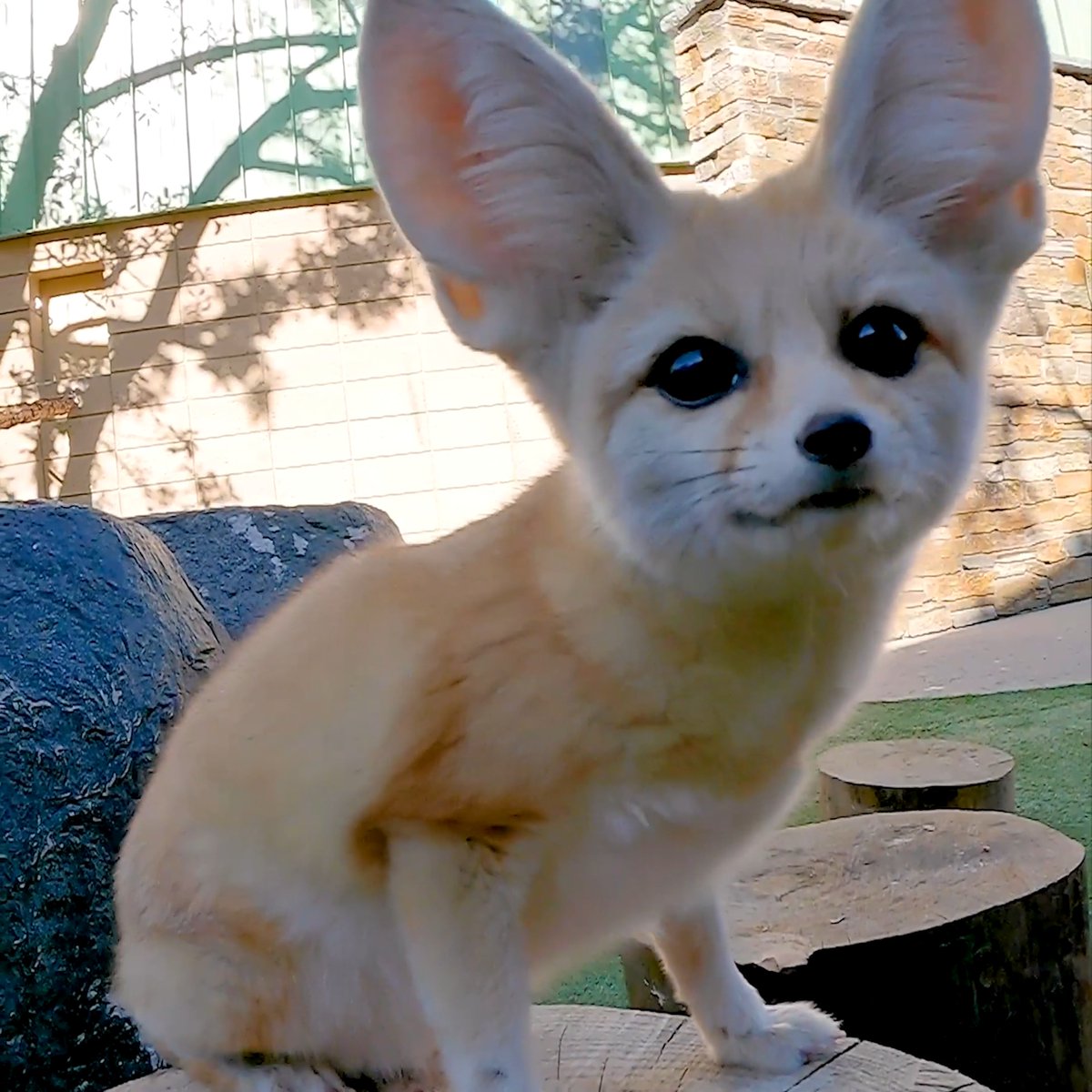 San Diego Zoo Wildlife Alliance on Twitter: "Charlie is only slightly fennec-y Fennec foxes like ...