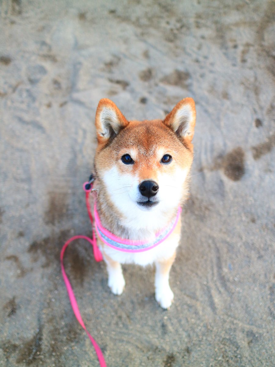 柴犬~日向~ On Twitter 自慢の丸顔がすっかり細面に😳 自慢のシッポもほっそり🦊🐾