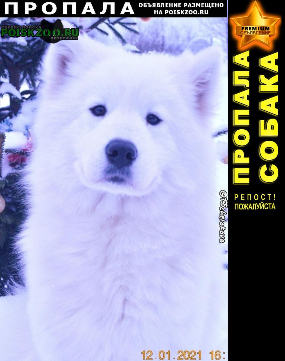 POISKZOO.RU™ on Twitter: "!!! ПРОПАЛА СОБАКА ИЩЕМ САМОЕДА ШАХОВСКАЯ - PREMIUM-Объявление ...