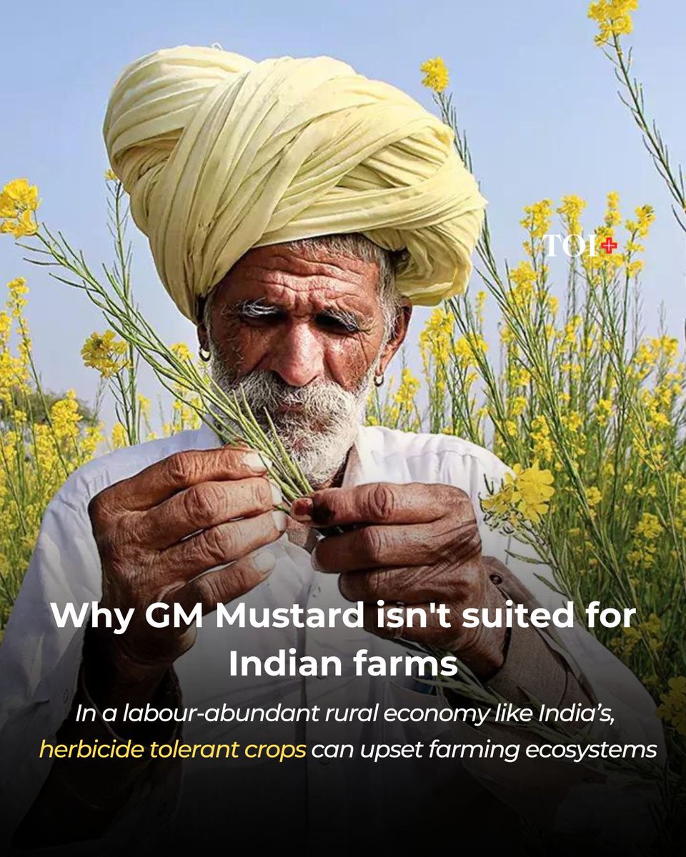 TOI Plus on Twitter: "GM mustard is at the centre of an animated discussion with the ...