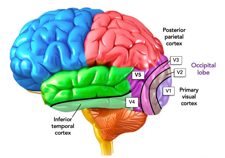 What is Visual agnosia ? 👁️‍🗨️ Defintion Localization Types #NeuroSTAT ...