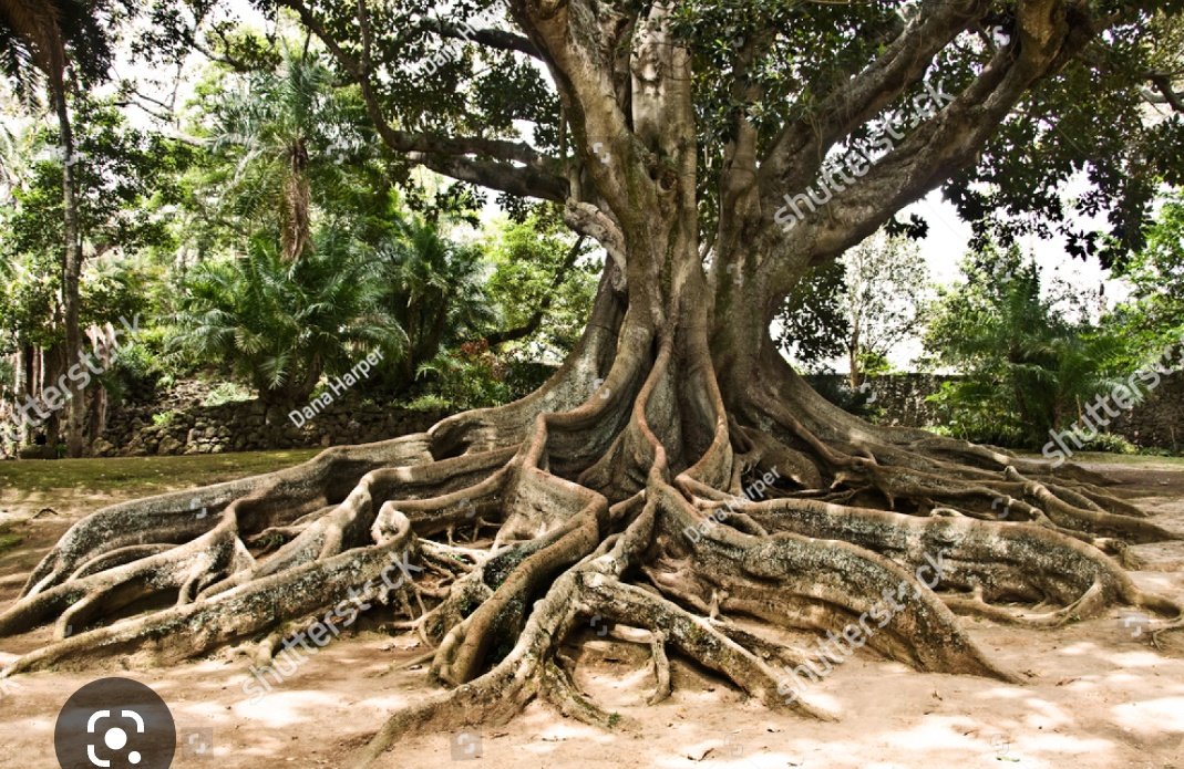 Banyan Tree Roots
