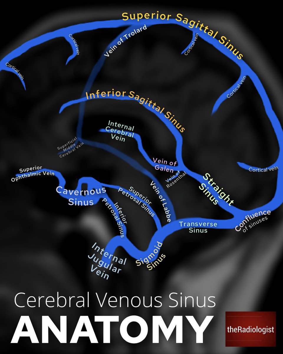 Cranial Sinus Anatomy