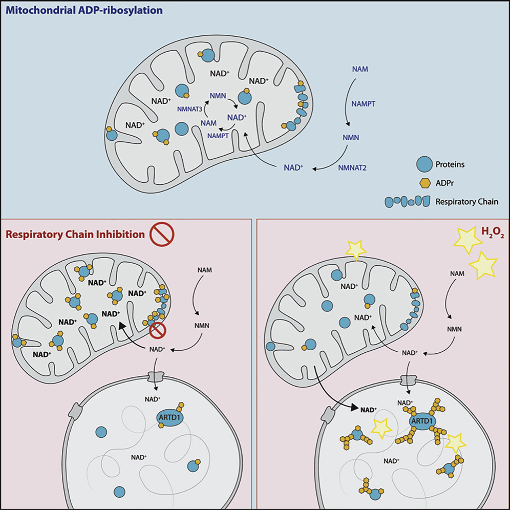 🥼Agingdoc1⭐MD, PhD 🔔 on Twitter: "Mitochondrial NAD+ Controls Nuclear ARTD1-Induced ADP ...