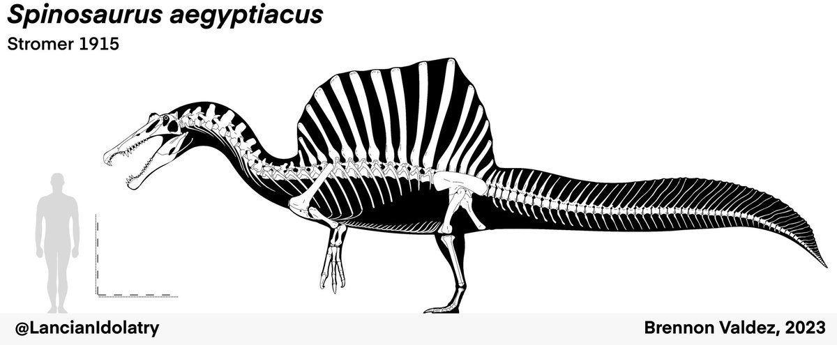 Spinosaurus Aegyptiacus Skeleton