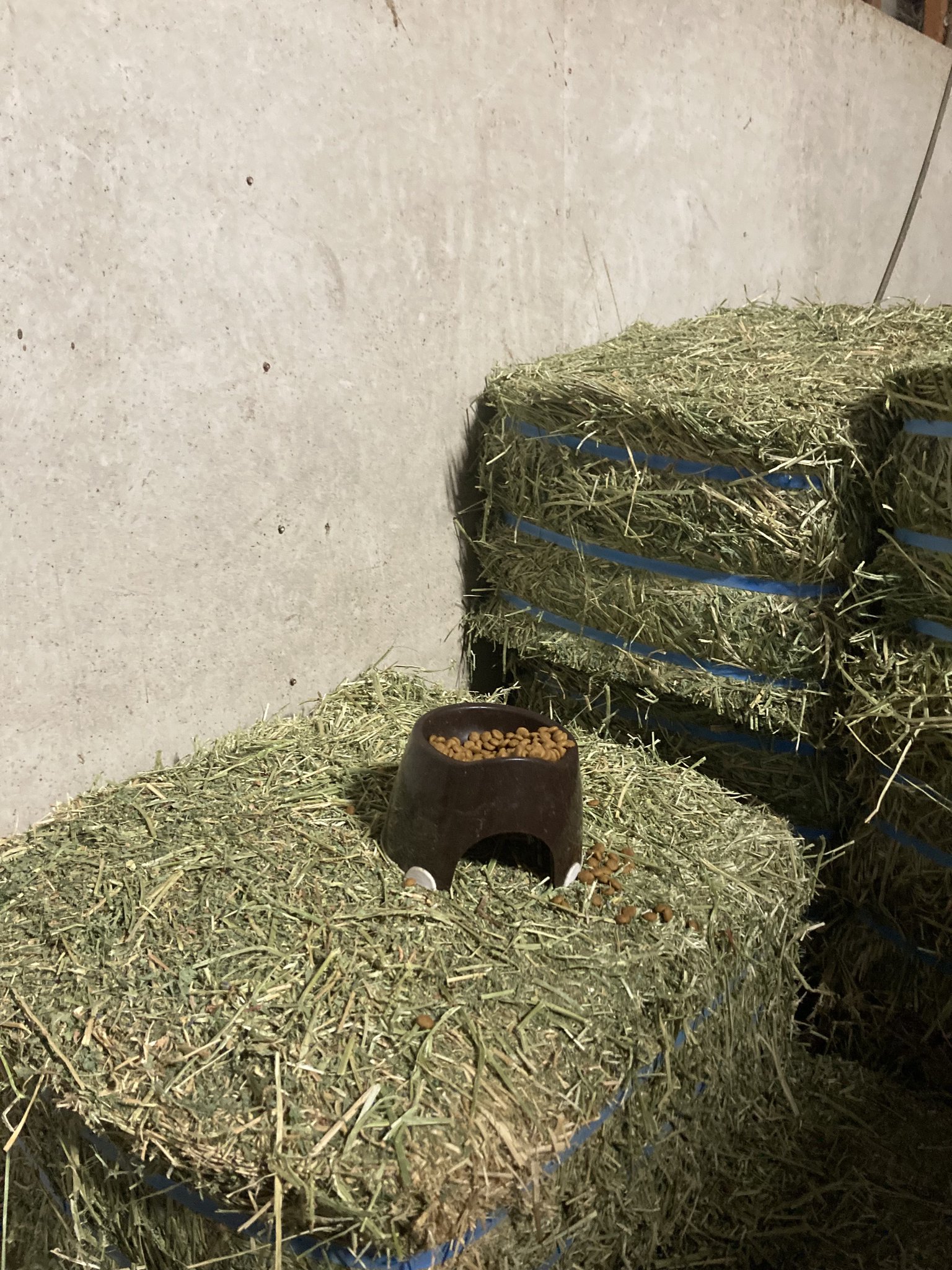 Ryosuke Fujisawa on Twitter: "おざます https://t.co/3cdh1GvPWi" / Twitter