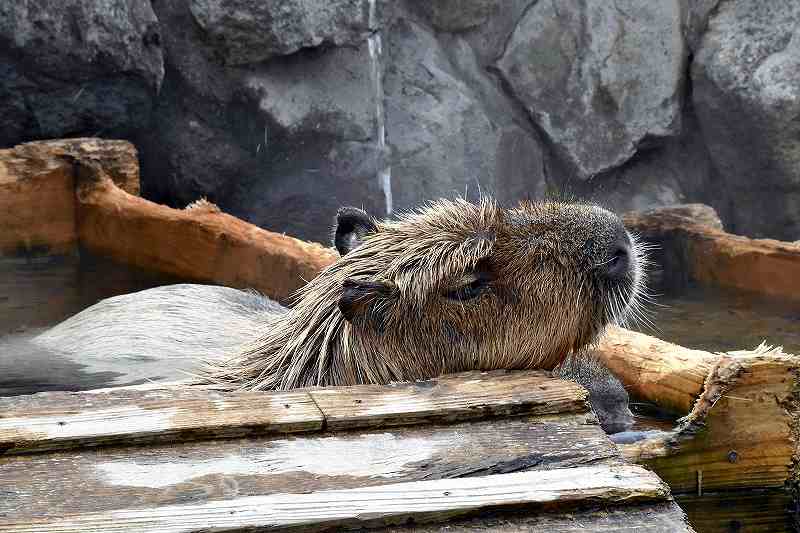A capybara from Nasu has won this year’s competition for soaking in a ...