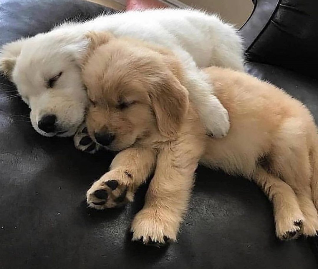 Puppies Cuddling