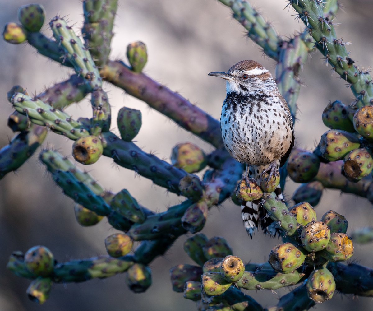 Mike Henry on Twitter: "Good Morning from the Sonoran Desert ☀️🌵 Cactus ...