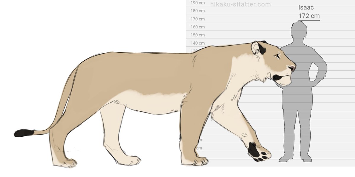 Panthera Leo Atrox Mane