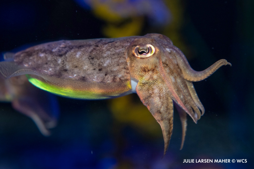 Cuttlefish Mouth
