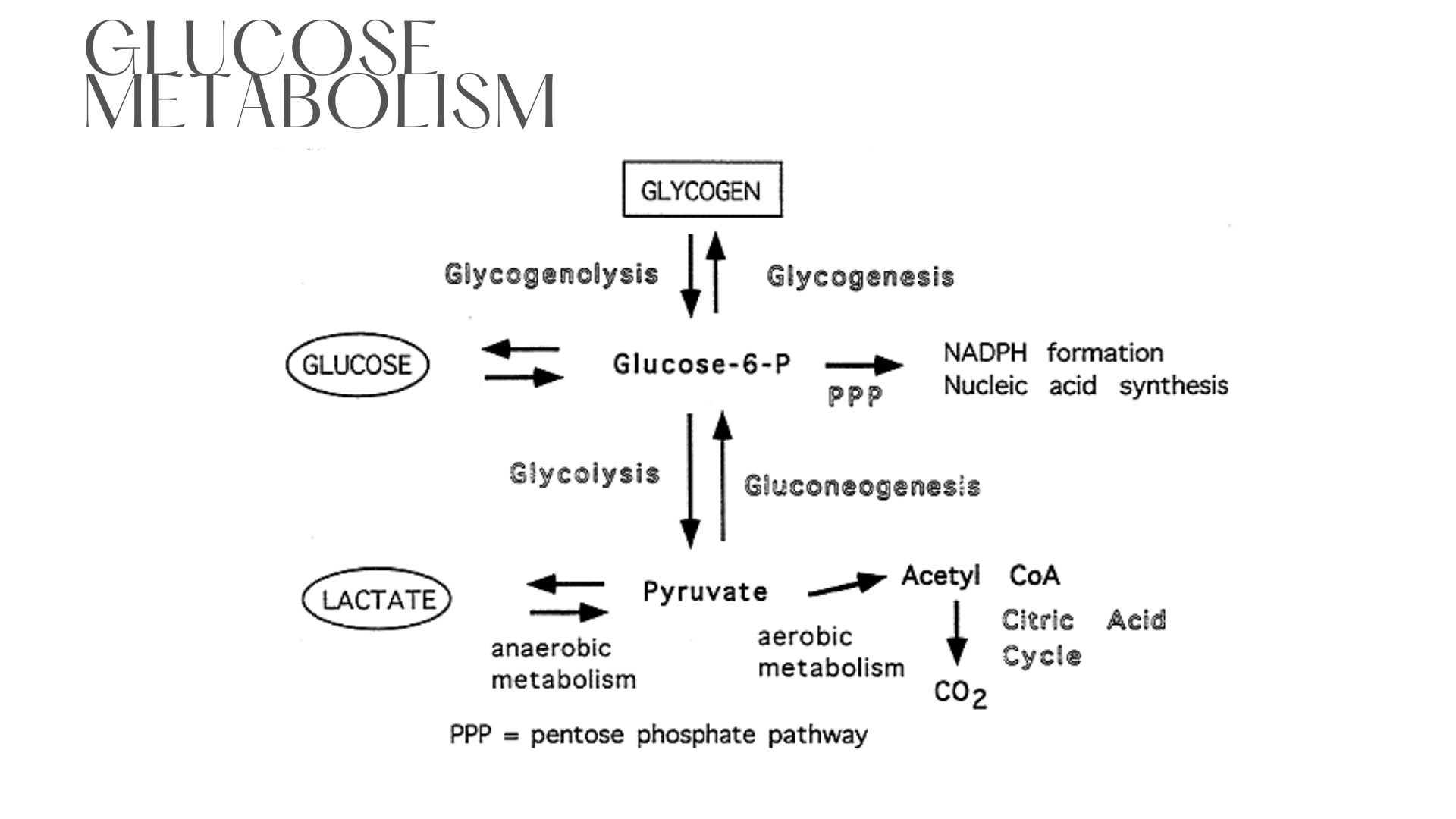 Glucose Metabolism