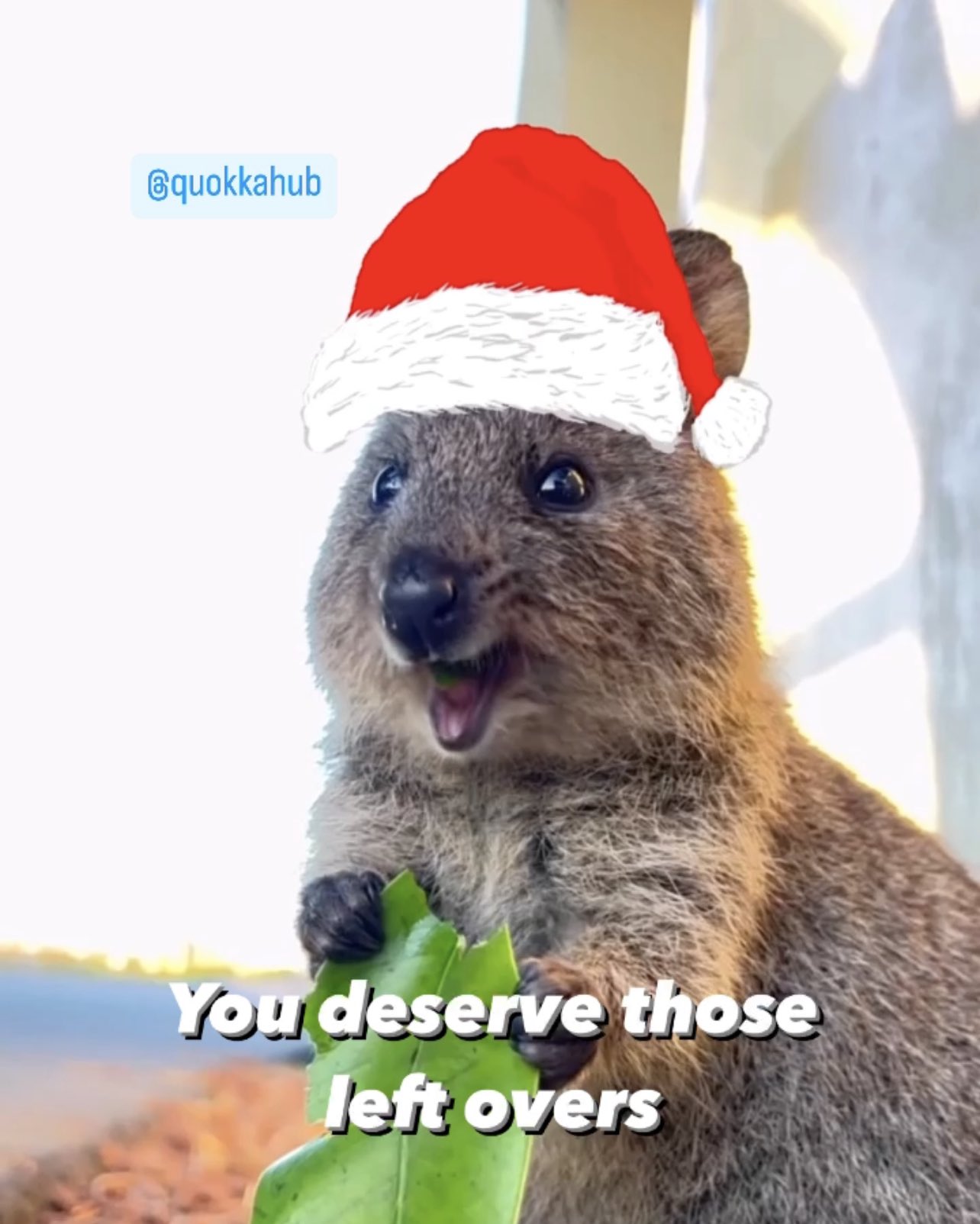Quokka Happy Meme