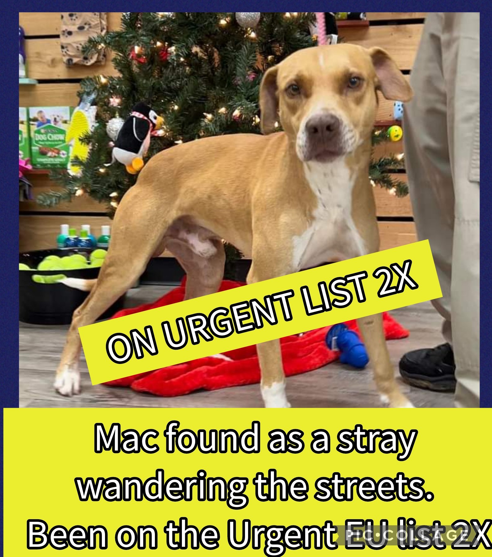 Wet Nose Animal Rescue (@AnimalNose) / Twitter Wet Nose Animal Rescue (@AnimalNose) / Twitter