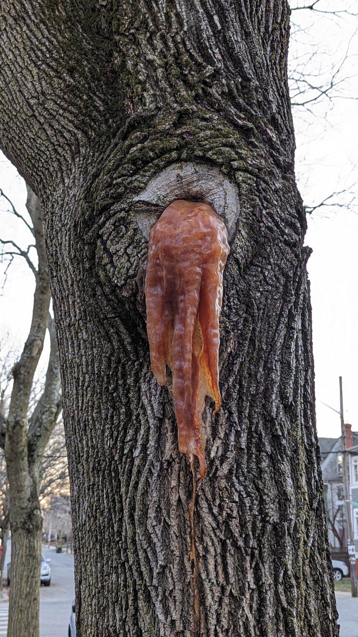 Liam Revell on X Botany twitter please explain this. Spotted in Providence RI. https t sC7st8RuLj X