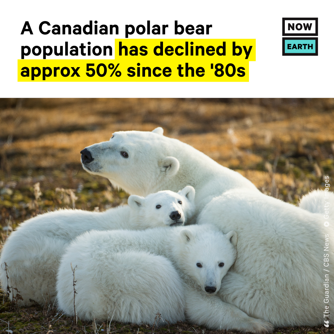 Thread by @nowthisnews on Thread Reader App – Thread Reader App