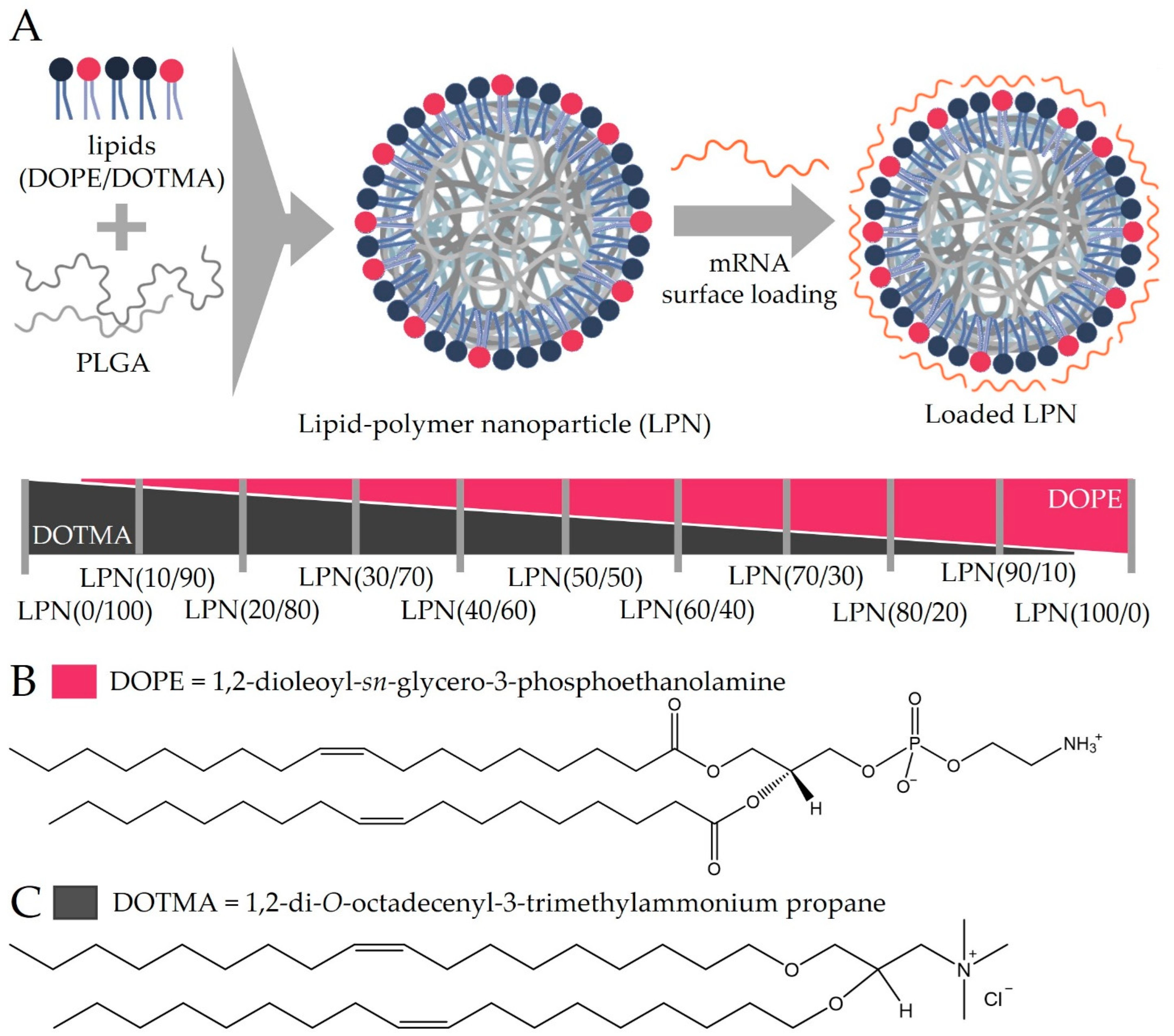 Lipids Polymer