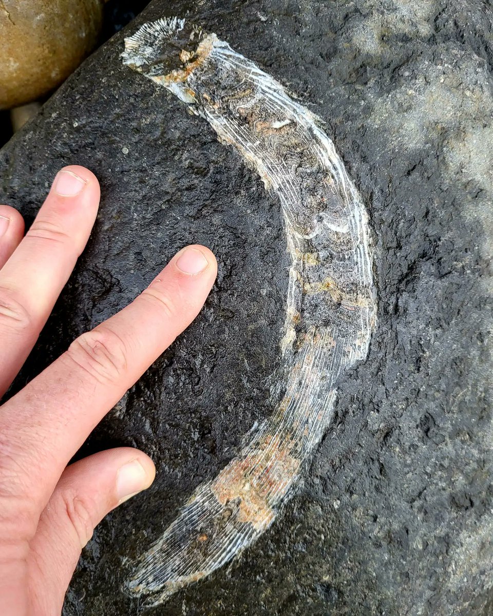 Gutter Pocket Blank Notebook – Red – Gutter Bookshop