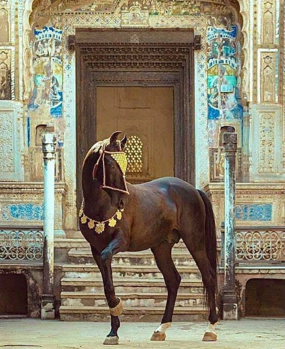 Archaeo - Histories on Twitter: "Marwari or Malani; a rare breed of horse from Marwar region of ...