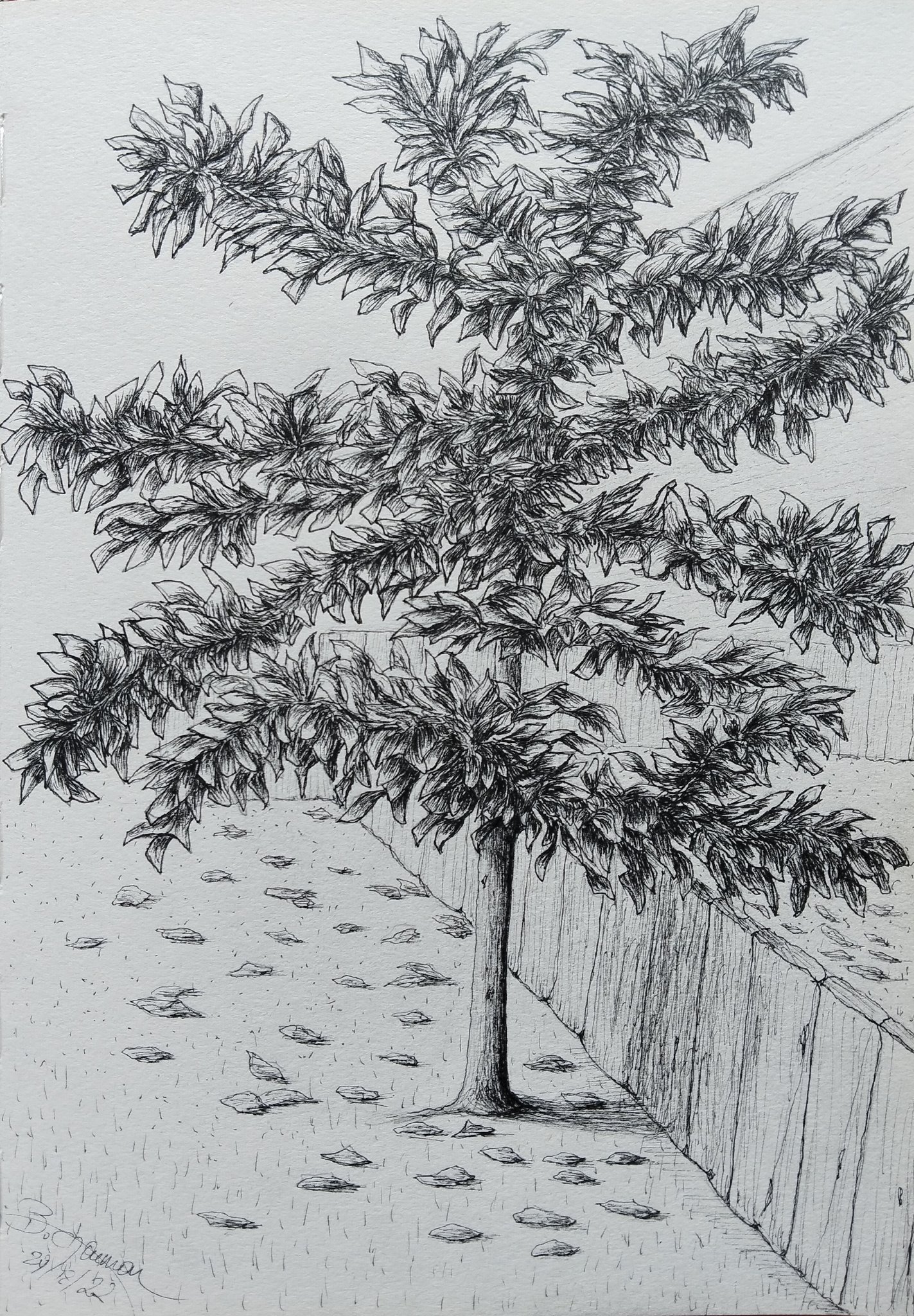 Yard Tree Drawing