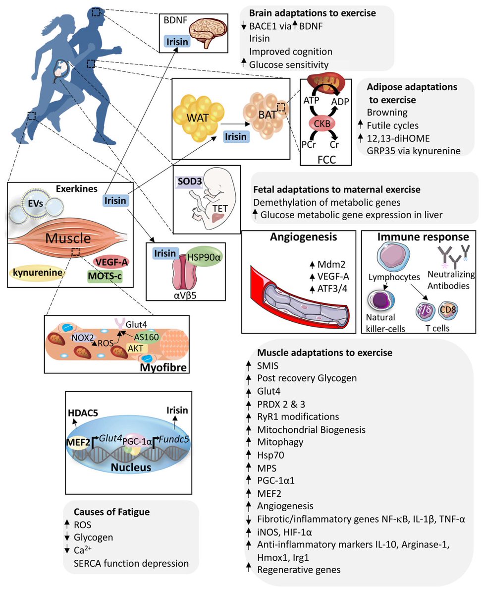 Adrián Torres-Prado, MD, DPM. on Twitter: "RT @ChristophBurch: Adaptations to aerobic exercise ...