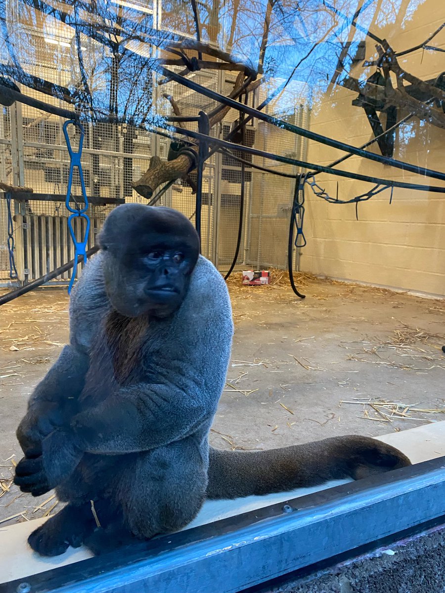 Lisa Smith 🇺🇦💔👨‍👩‍👦‍👦🐕🐈‍⬛ on Twitter: "Fantastic afternoon at Monkey World ape rescue Dorset ...