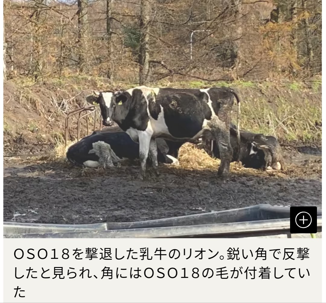 【北海道】牧場襲撃して牛65頭襲った最凶ヒグマ「OSO18」を返り討ちにした雌牛リオンちゃんがかっこいい : ニュー速タイムズ