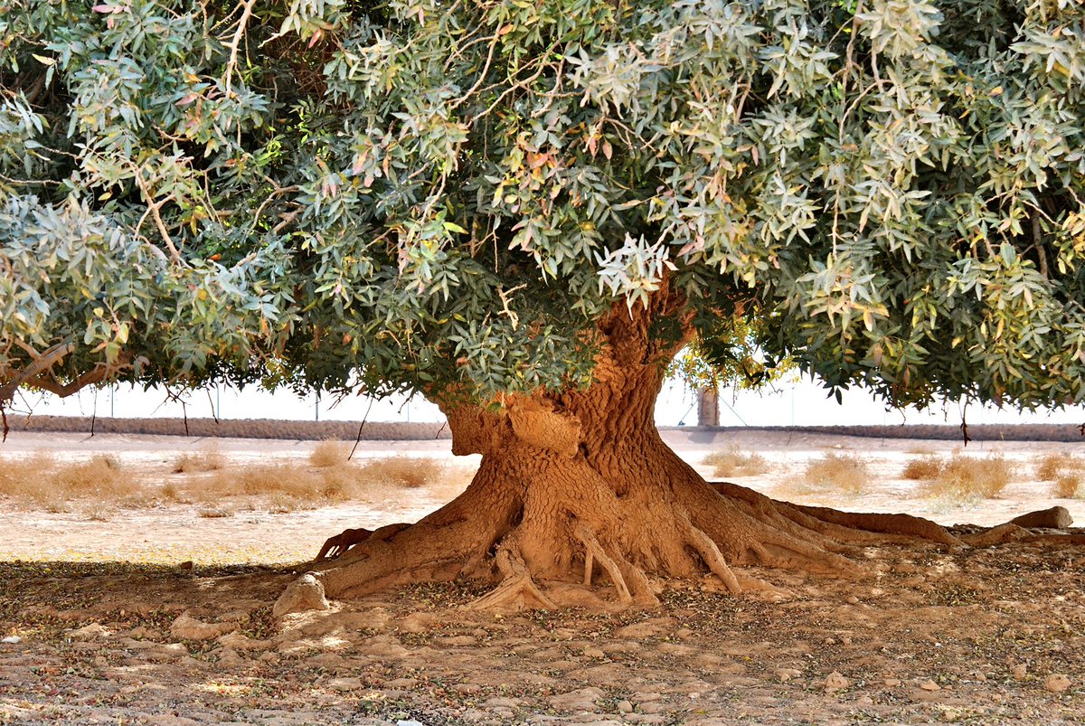 Over 1400 years ago Prophet Muhammad ﷺ and a Christian Monk named ...