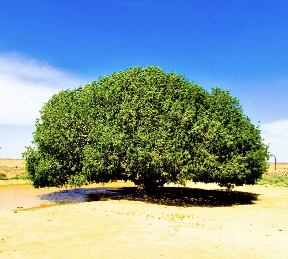 Over 1400 years ago Prophet Muhammad ﷺ and a Christian Monk named ...