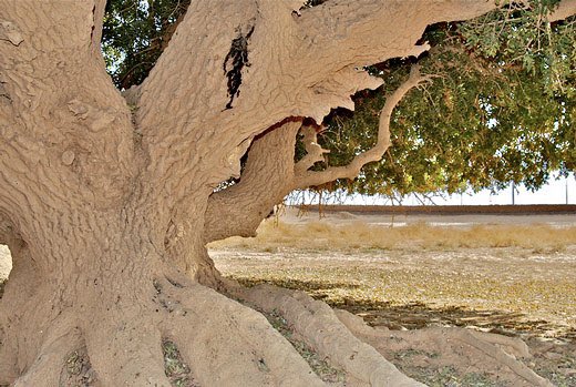 Over 1400 years ago Prophet Muhammad ﷺ and a Christian Monk named ...